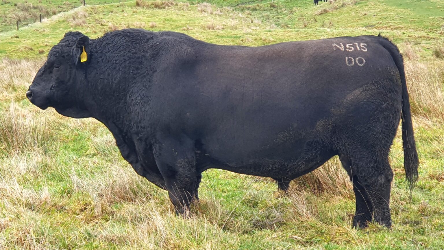 Sire Bulls – Shamrock Angus Genetics