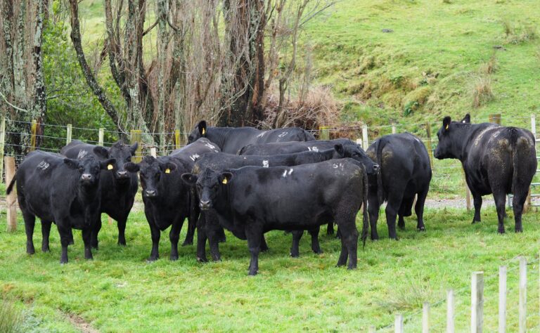 Cows – Shamrock Angus Genetics