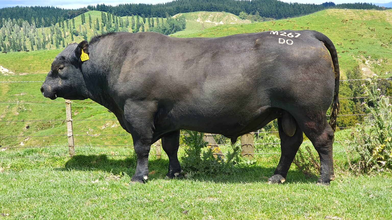 Sire Bulls – Shamrock Angus Genetics