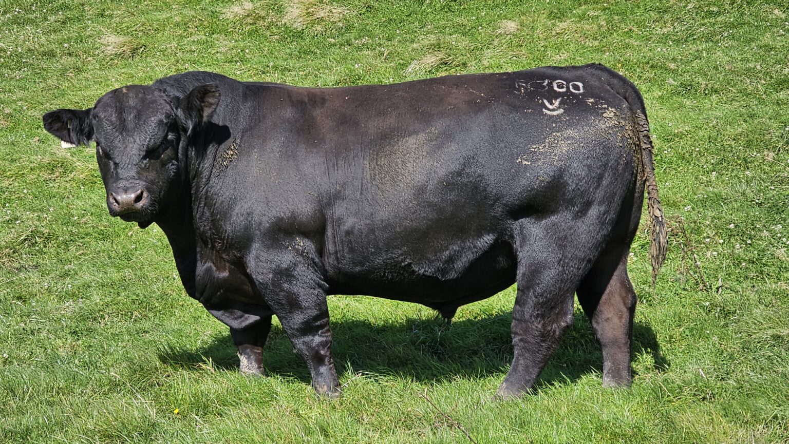 Sire Bulls – Shamrock Angus Genetics