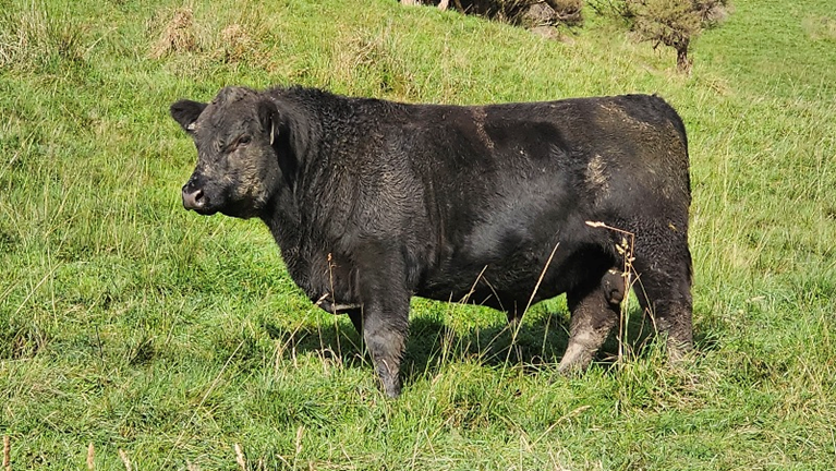 For Sale – Shamrock Angus Genetics