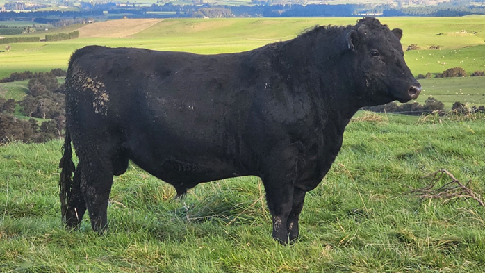 For Sale – Shamrock Angus Genetics