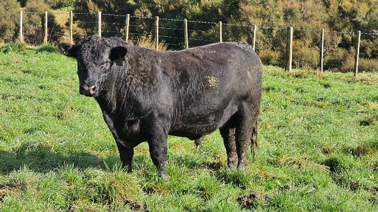 For Sale – Shamrock Angus Genetics